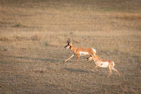 Wild Pronghorns In A Open Field Stock Image Image Of Grazing Wildlife 312940617