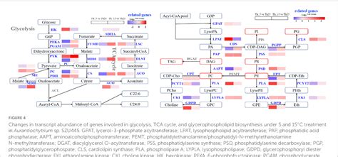 Figure 4 From Comparative Transcriptomic And Lipidomic Analyses Indicate That Cold Stress