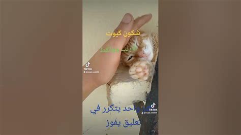 الارنب Vs القط شكون كيوت🫀🥰🥰🥰 Youtube