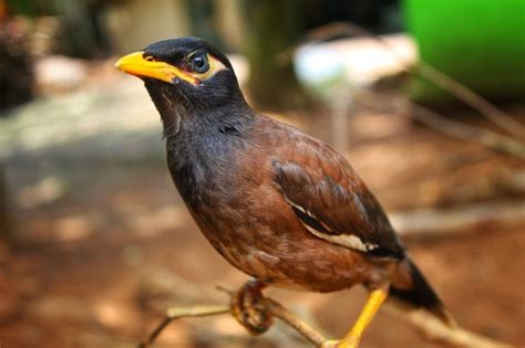 Myna Bird Close Up Maina Bird Photo Wildlife Photography Bird