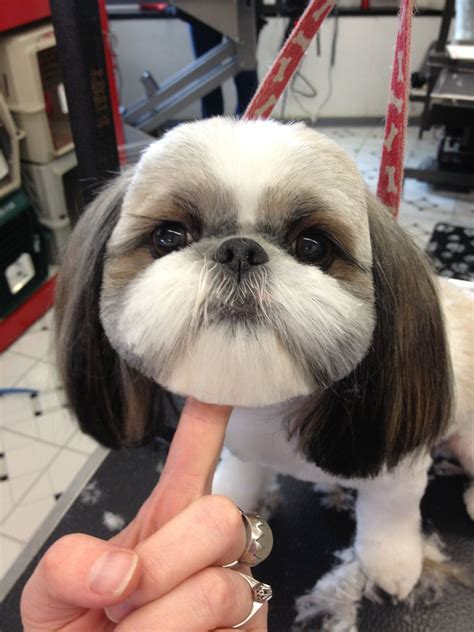 How Do You Groom A Shih Tzu Face