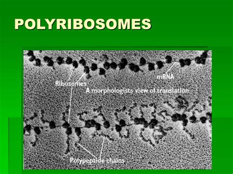 Ppt Protein Synthesis And Function Chapter 3 Powerpoint Presentation Id 6742340