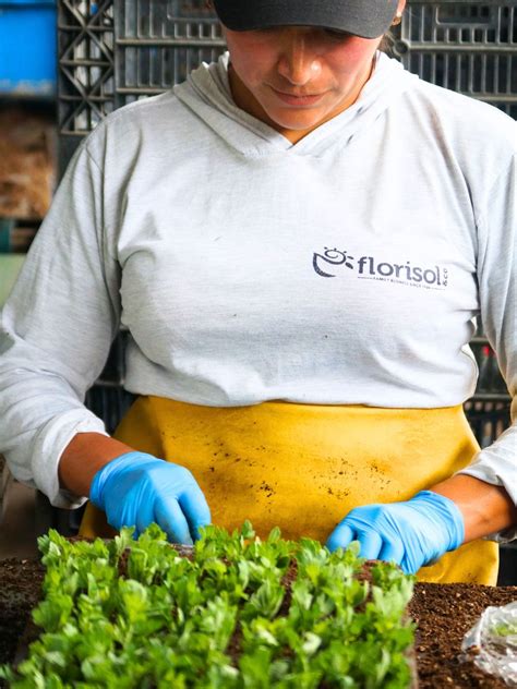 Florisol Marks 40 Years Of Ecuadorian Flower Exports