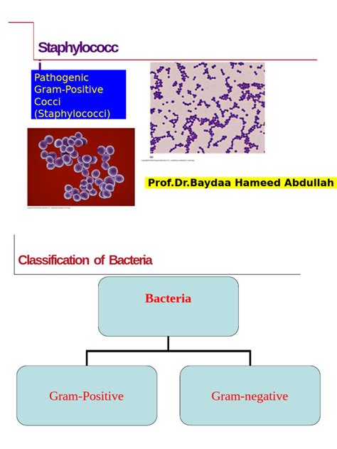 Staph Pdf Staphylococcus Staphylococcus Aureus