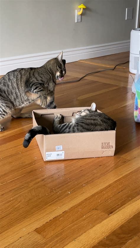 Epic Battle For The Catnip Box Rcatslaps