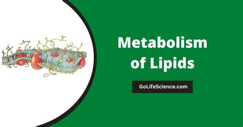 ATP Cycle Structure And Role Of ATP In Biochemical Reactions