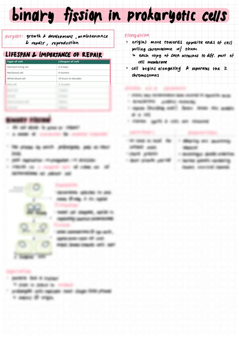 SOLUTION Binary Fission In Prokaryotic Cells Studypool