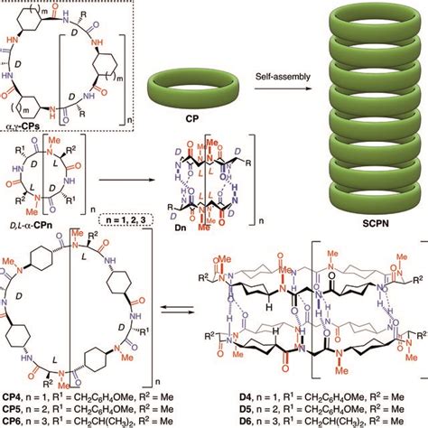 Top Peptide Nanotube Models Formed By Stacking Of Cyclic Peptides