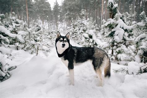 Automatizando Testes No Git Com Husky E Lint Staged By Mitchelson