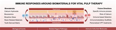 Ecm Paper Immune Responses Around Biomaterials For Pulp Therapy Ecm Open Access Scientific