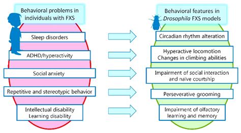 Major Phenotypes In Humans With Fxs And Overlapping Loss Of Function