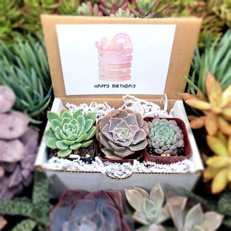Succulent Cake Etsy