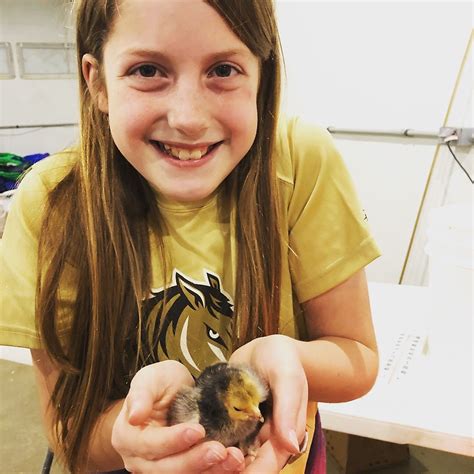 The Ultimate Guide To Chick Brooder Maintenance