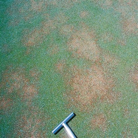 Typical Disease Symptoms Caused By The Rapid Blight Pathogen