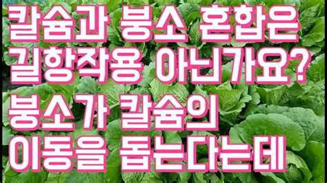 칼슘과 붕소는 길항작용 아닌가요 붕소가 칼슘의 이동을 돕는다는데 Youtube