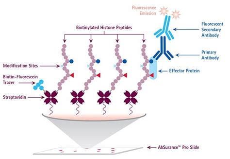 Histone Peptide Arrays Life Science Research Merck