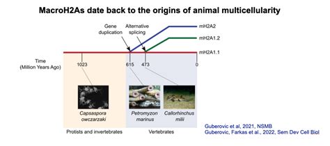 Research Lines Buschbeck Lab