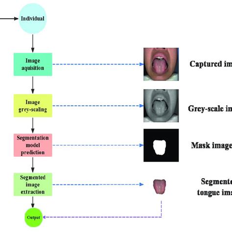 Pdf Tonguenet A Precise And Fast Tongue Segmentation System Using U Net With A Morphological