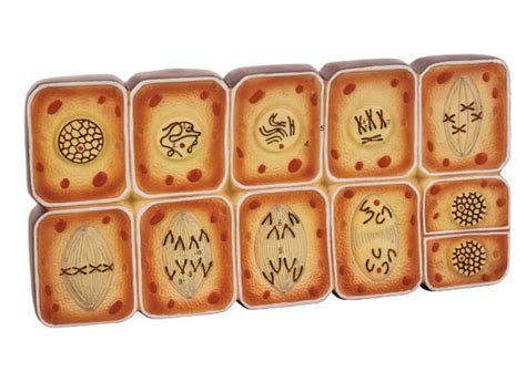 Mitosis Model Set Each Vitta Education