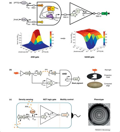 Customizing Cell Signaling Using Engineered Genetic Logic Circuits