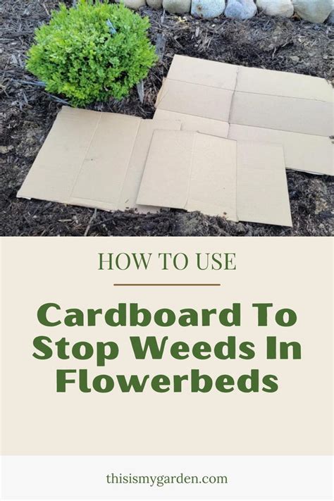 How To Prevent Weeds In A Flower Garden At Lola Goll Blog
