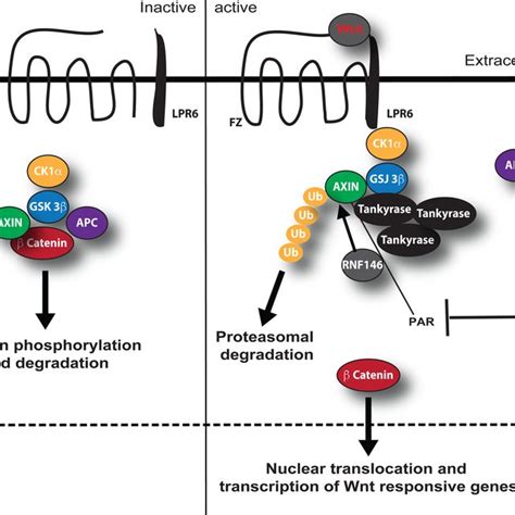 Schematic representation of Tankyrase mediated Wnt β catenin