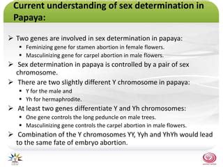 Sex Determination In Papaya PPTX Reproductive Health Diseases And Conditions