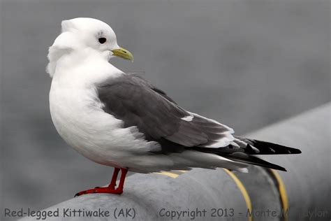Red Legged Kittiwake