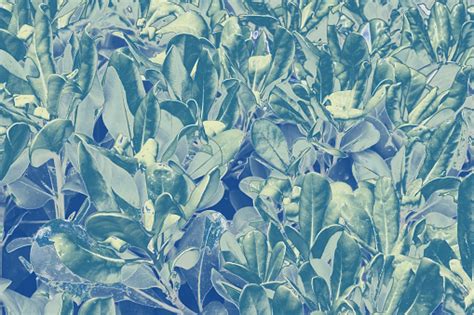 식물 배경은 금속 녹색 톤의 육즙이 많은 잎을 가진 어린 식물을 많이 만들었습니다 복사 공간이 있는 창의적인 레이아웃 0명에