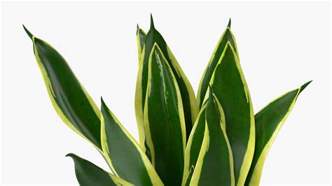 Mother In Laws Tongue Plant 3d Model 21 3ds Blend C4d Fbx Max