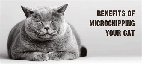 Microchipping Your Cat Why Its Important And How It Works Natural Pet