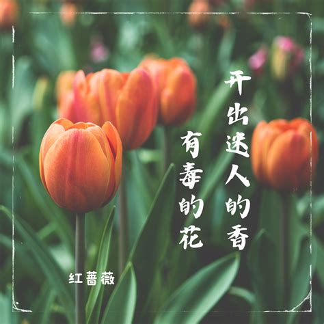 有毒的花开出迷人的香红蔷薇高音质在线试听有毒的花开出迷人的香歌词歌曲下载酷狗音乐