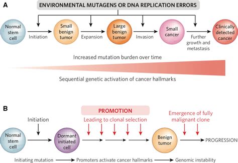 A The Sequential Mutation Model For Cancer Development Compatible With