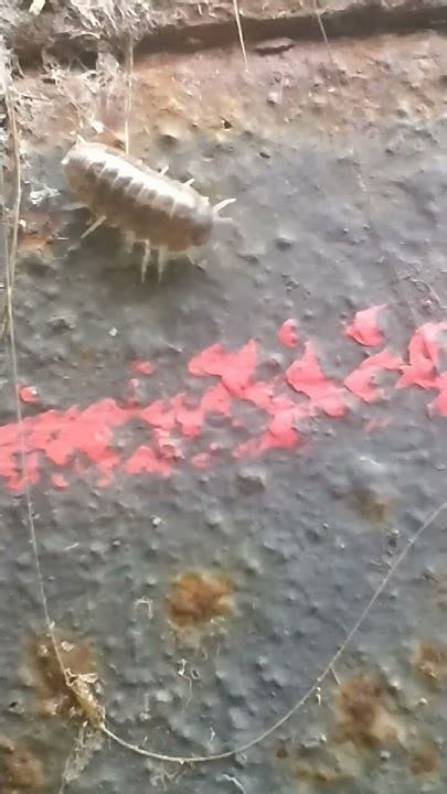 это Чебурашка в реальной жизни чебурашка Youtube