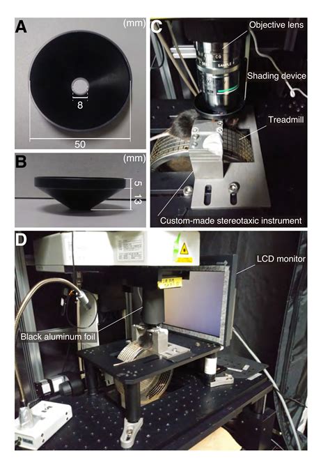 Simultaneous Imaging Of Microglial Dynamics And Neuronal Activity In Awake Mice