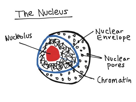 Nucleus