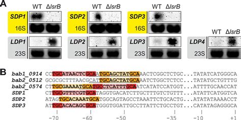 SDP And LDP Genes Are Reciprocally Regulated By The Transcription Download Scientific Diagram