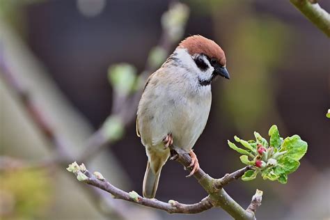Field Sparrow Tree Spring Free Photo On Pixabay