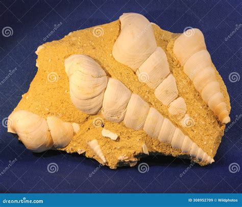 Fossil Gastropod Cluster Stock Image Image Of Prehistoric 308952709