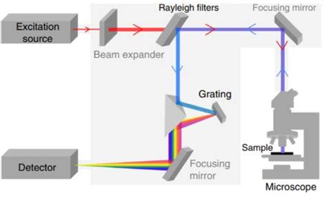 Figure 11 From Detection And Speciation Of Arcobacter Bacteria Using Raman Spectroscopy