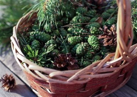 Варенье из сосновых шишек: самый вкусный и простой рецепт русского ...