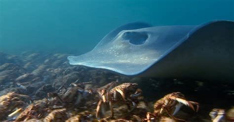 Stingray Ambushes Army Of Moulting Spider Crabs Twistedsifter