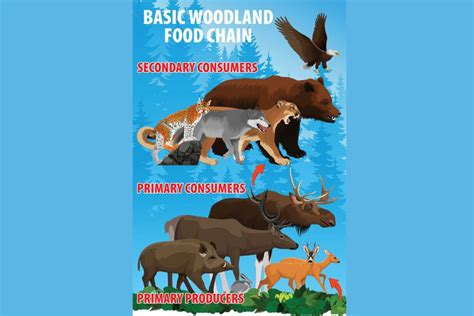 What Is A Trophic Level