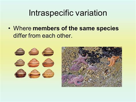 Variation Biology Definition