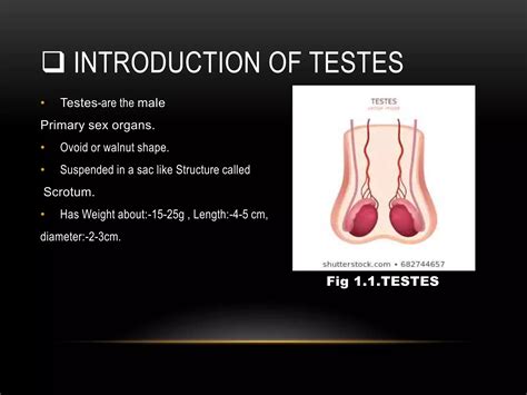 Endocrine Glandtestis Pptx