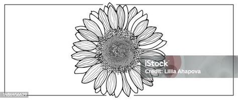 해바라기 흑백 벡터 그림입니다 장식 디자인 엽서 명함 프리젠테이션을 위한 삽화 해바라기에 대한 스톡 벡터 아트 및 기타 이미지 해바라기 흑백 꽃 식물 Istock