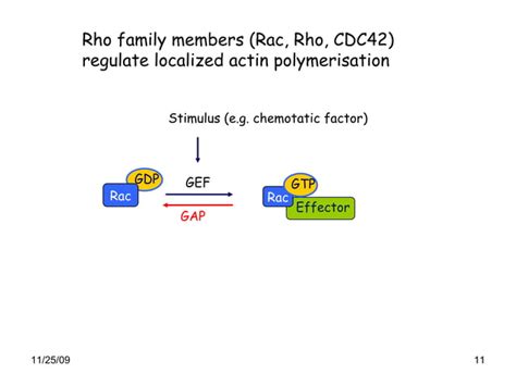 Cytoskelet Plus Matrix Deel 1 Ppt Biological Sciences Science