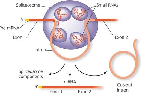 Hanaa Fayed On Linkedin Spliceosome Splicing A Pre Mrna‼️ The Diagram Shows A Portion Of A…