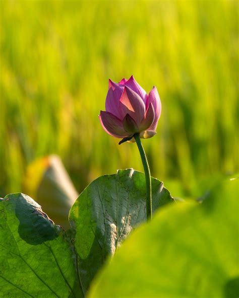 로터스 꽃 핑크 Pixabay의 무료 사진 Pixabay