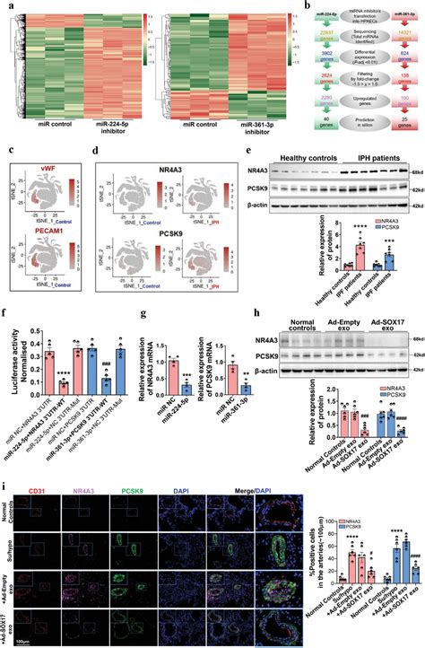 Sox17 Is A Critical Factor In Maintaining Endothelial Function In